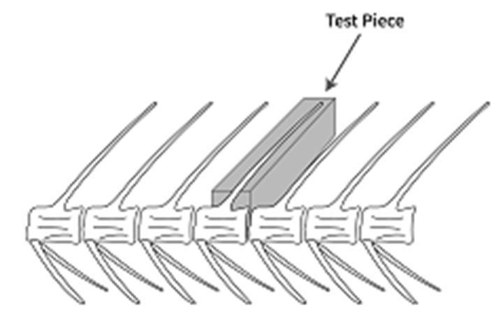 figure-1-conger-eel-ribs-used-in-the-experiment-a-new-method-for
