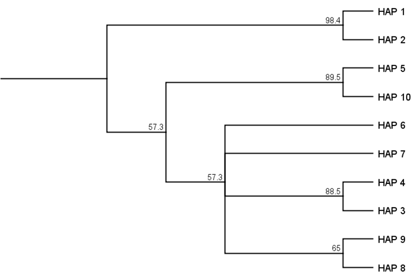 Figure 4. Phylogenetic tree generated by Maximum likelihood analysis ...