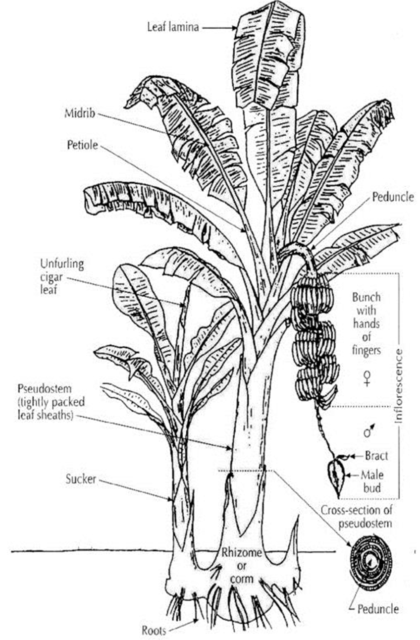 Figure 1. Botanical description of banana (Ludivine et al., 2009 ...