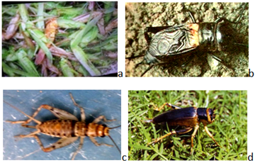Diversity of Wild Insects Consumed by Indigenous Peoples in the Sub ...
