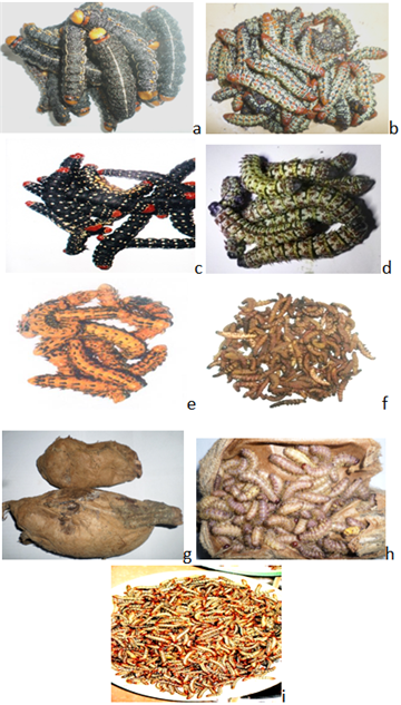 Diversity of Wild Insects Consumed by Indigenous Peoples in the Sub ...