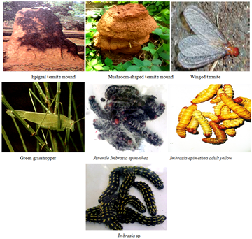 Diversity of Wild Insects Consumed by Indigenous Peoples in the Sub ...