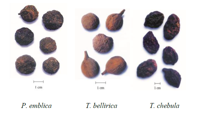 Figure 2. Dry Fruits of P. emblica, T. bellirica and T. chebula : HPLC ...