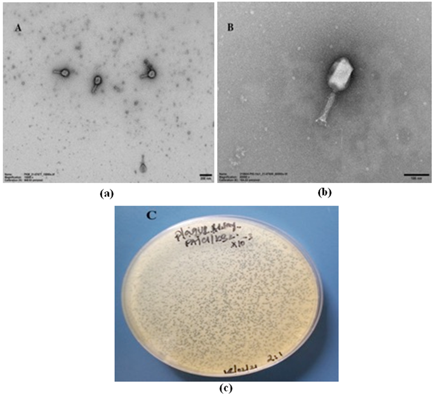 Figure 1. Morphology of P aeruginosa phage PaCIKb2: (a) Electron ...
