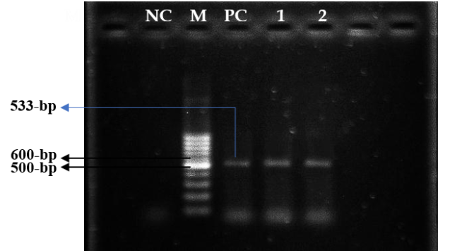 Figure 4. Amplification of mecA gene (533-bp) for methicillin ...