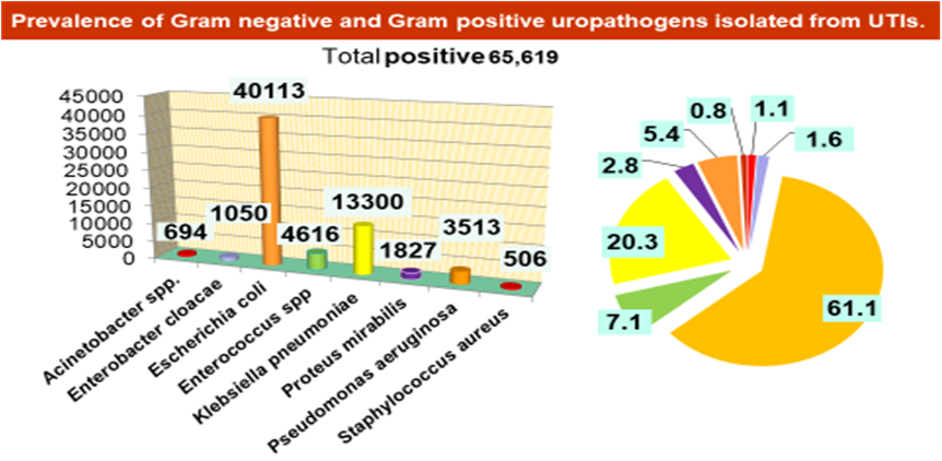 Figure 1. Distribution frequency of uropathogens isolated from UTIs ...