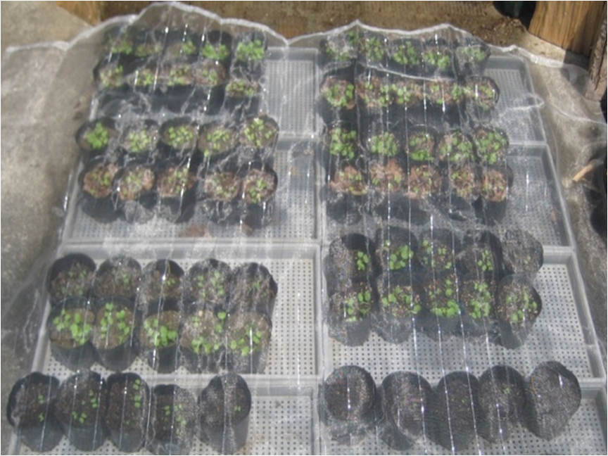 Figure 9. Komatsuna with nets for insects : Examination of STEM ...