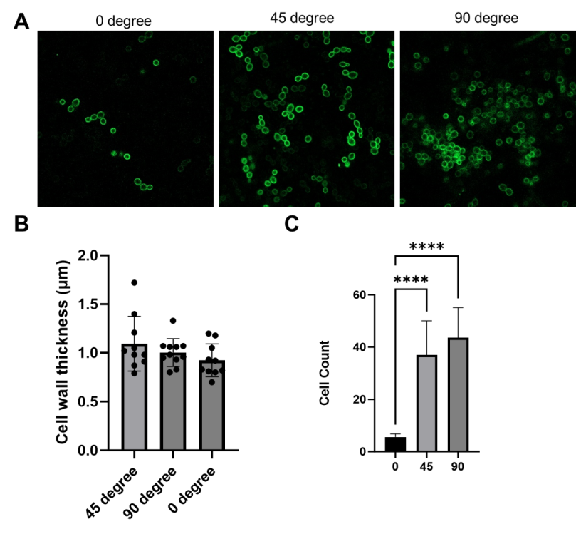 Figure 5. CLSM visualization of C. albicans growth and cell wall ...