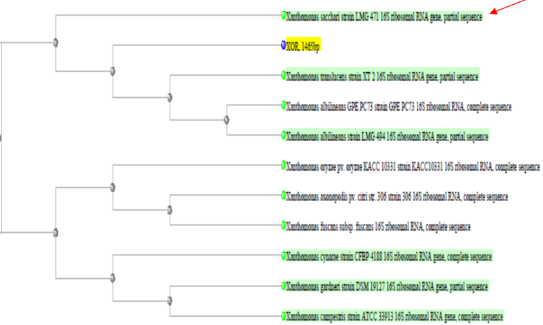 Figure 7. Phylogenetic tree of Xanthomonas genus. XOR is closely ...