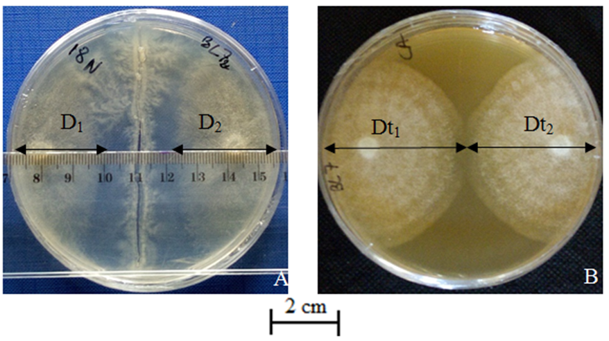 Figure 1. Measurement of Phytophthora spp. mycelium radial growth (A ...