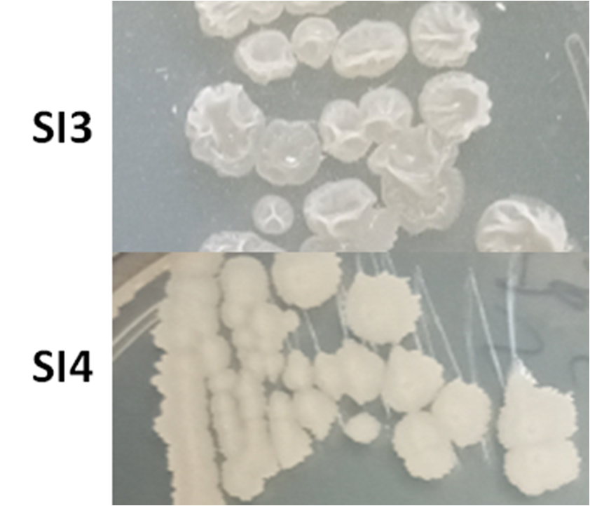 Figure 2. Colony morphology of strain SI3 and SI4 : Hydrolytic and ...