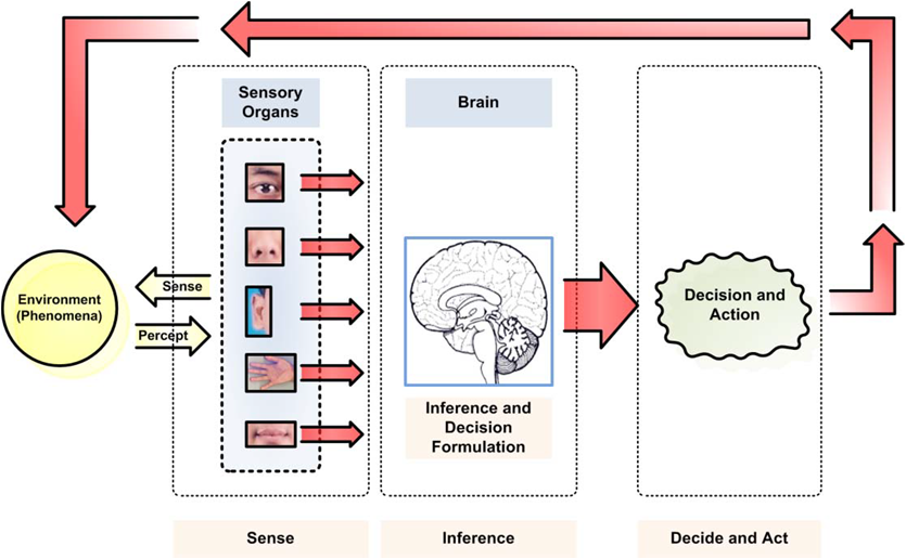 Figure 2. The SIDA (Sense-Inference-Decide and Act) cycle [19] : Brain ...