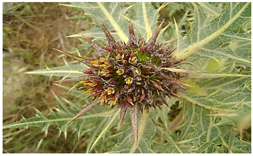 Figure 4. Gundelia tournefortiiL : Some Important Plants Belonging to ...