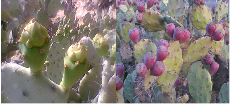 Figure 1. Opuntia dillenii (Ker-Gawl) Haw (family Cactaceae) is ...
