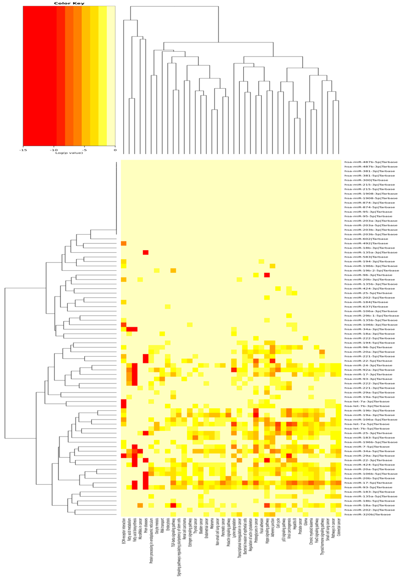 Figure 2. Binary heat maps of the pathways union between miRNA ...