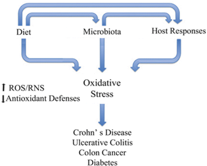 Figure 3. Relationship among diet, microbiota and host on oxidative ...