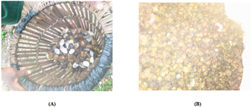 Proximate and Heavy Metals Composition of Clam Galatea Schwabi (Clench ...