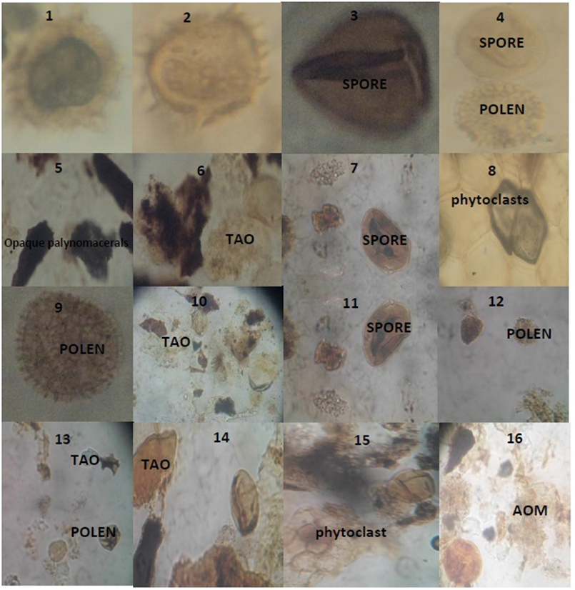 Plate 1. 1(spinizonocolpites sp), 2 S. (baculatus), 3, 4 and 9 ...