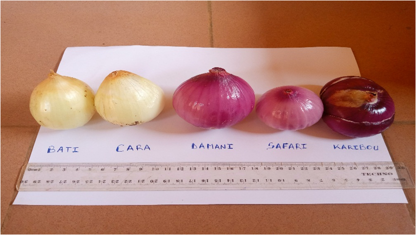 Figure 2. Different bulbs assessed in the five onion varieties ...
